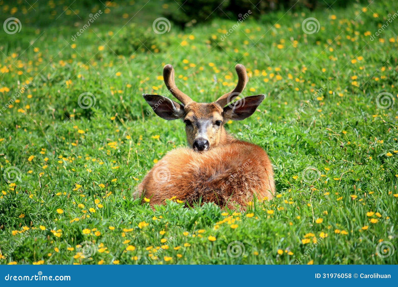 Deer in flowers stock photo. Image of mammal, summer - 31976058