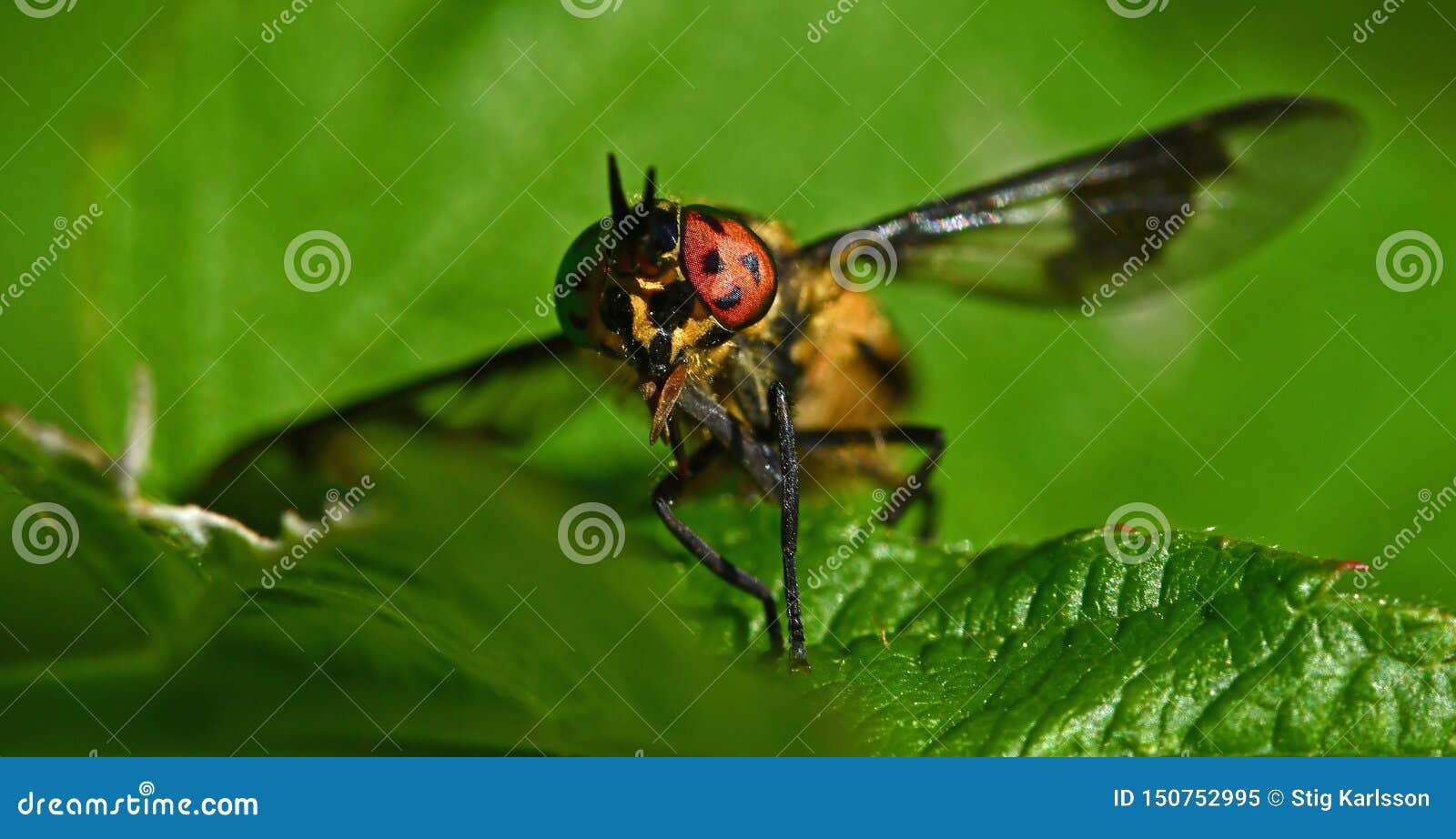 Deer Fly Chrysops Caecutiens Stock Image - Image of caecutiens, disease ...