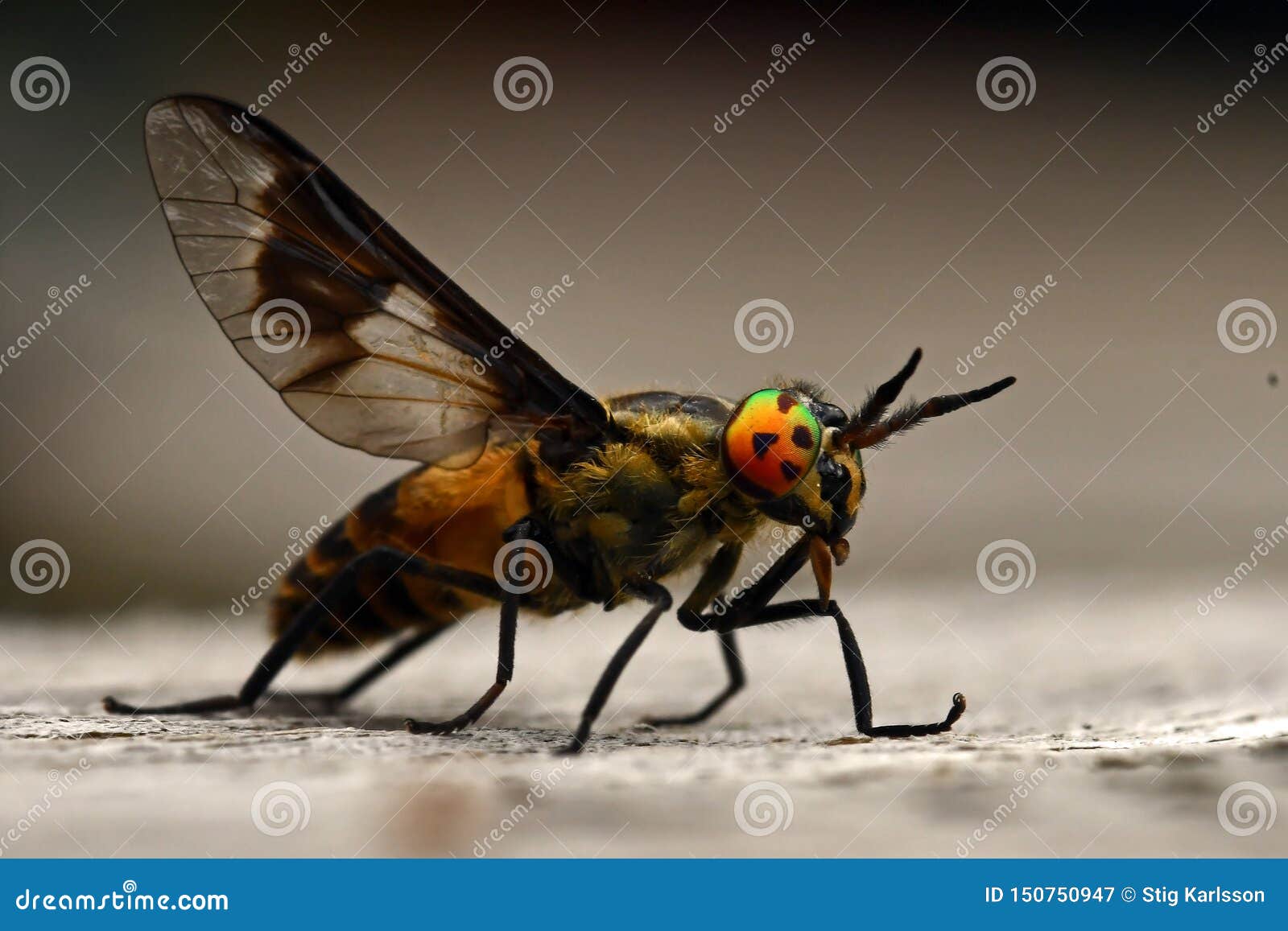 Deer Fly Chrysops Caecutiens Stock Image - Image of female, evil: 150750947
