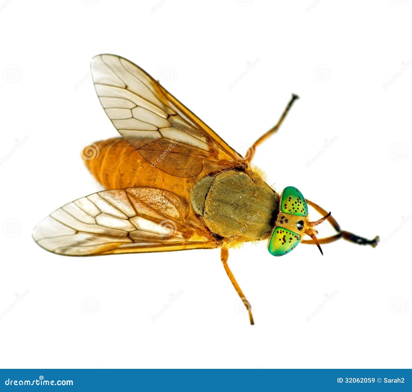 Deer Fly with Green Eyes - Macro, Isolated Over White Stock Image ...