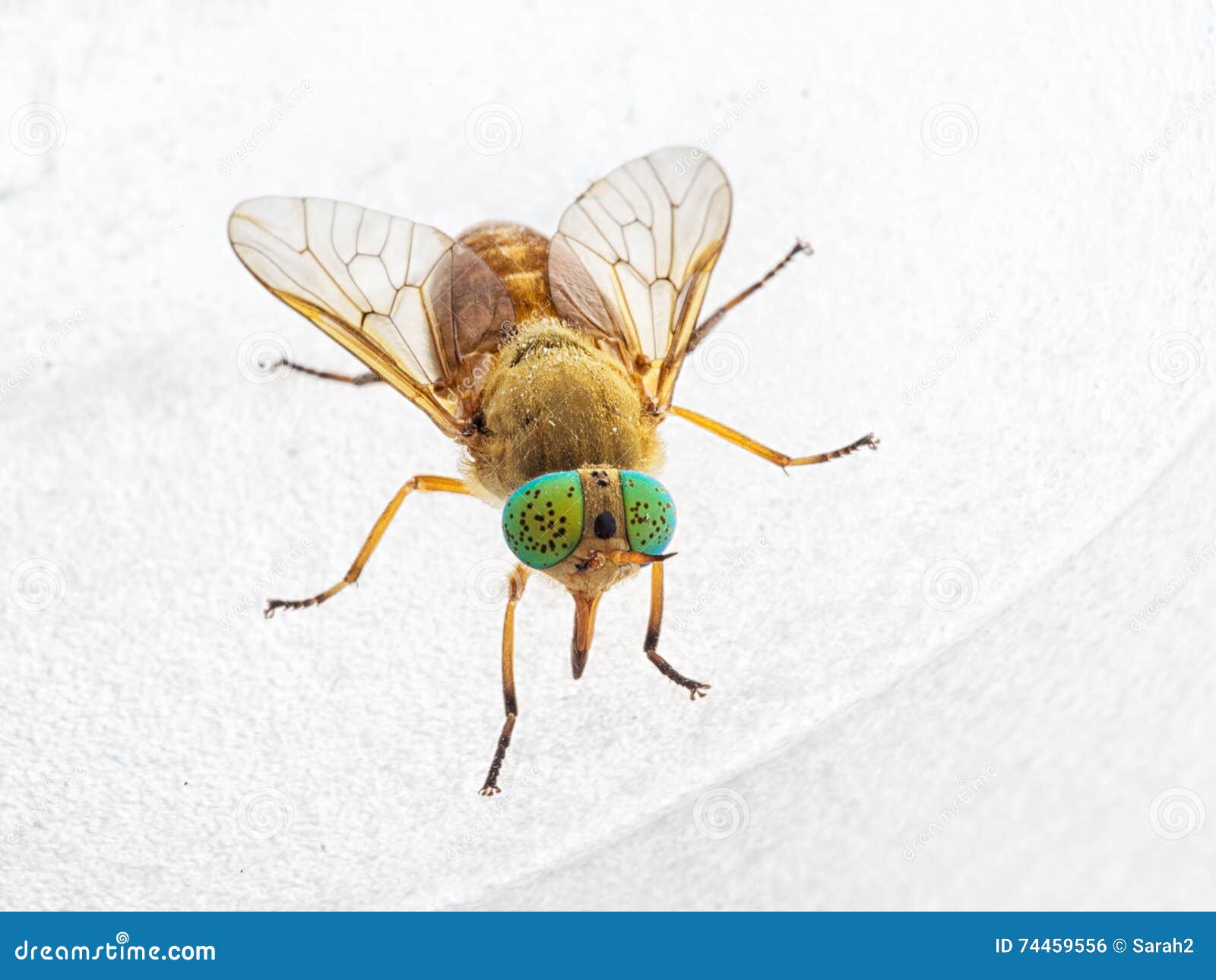 Deer Fly Macro, Huge Turquoise Eyes. Stock Photo - Image of animal ...