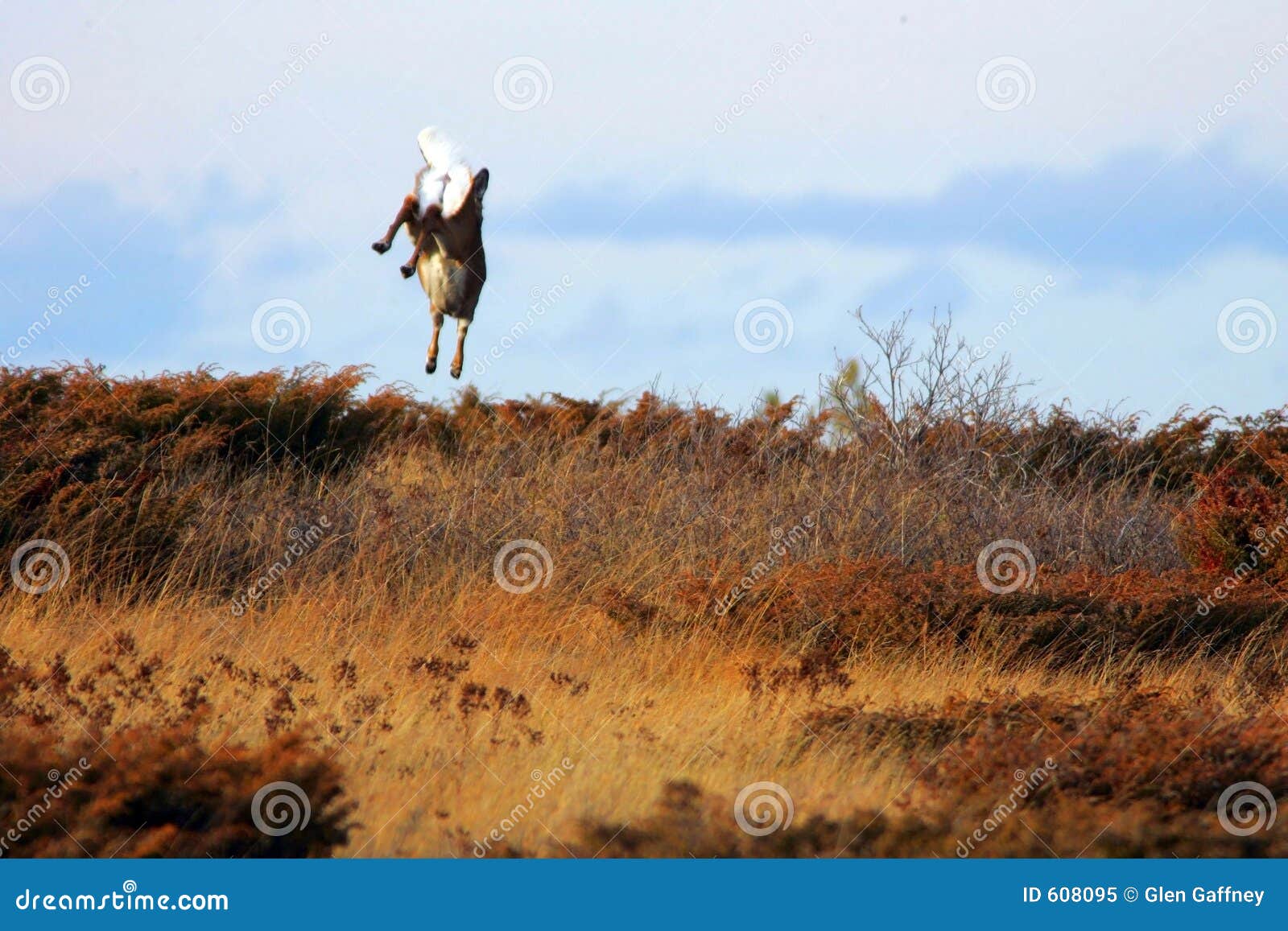 Deer in flying mode stock image. Image of deer, running - 608095