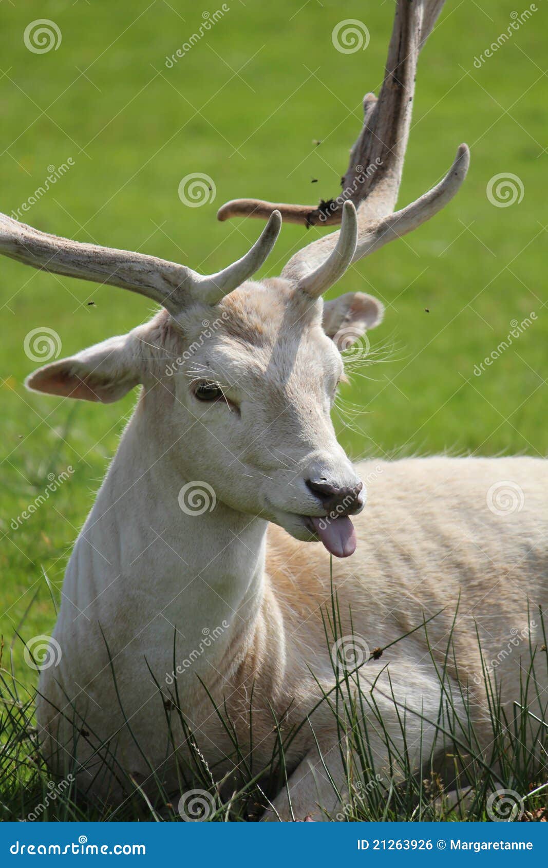 Deer with focus on tongue stock photo. Image of parkland - 21263926