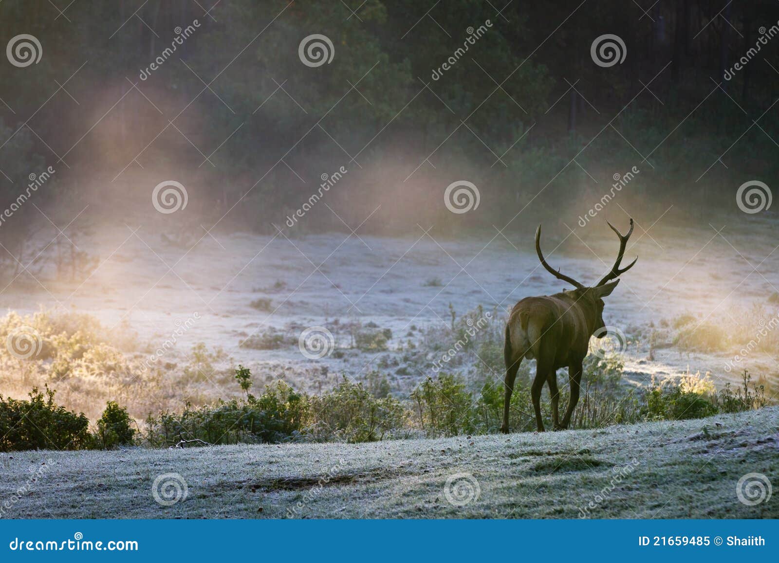 Deer on the foggy meadow stock image. Image of deer, miracle - 21659485