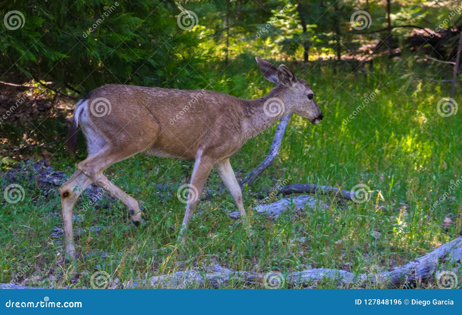 Deer in Forest stock photo. Image of brown, tail, trees - 127848196
