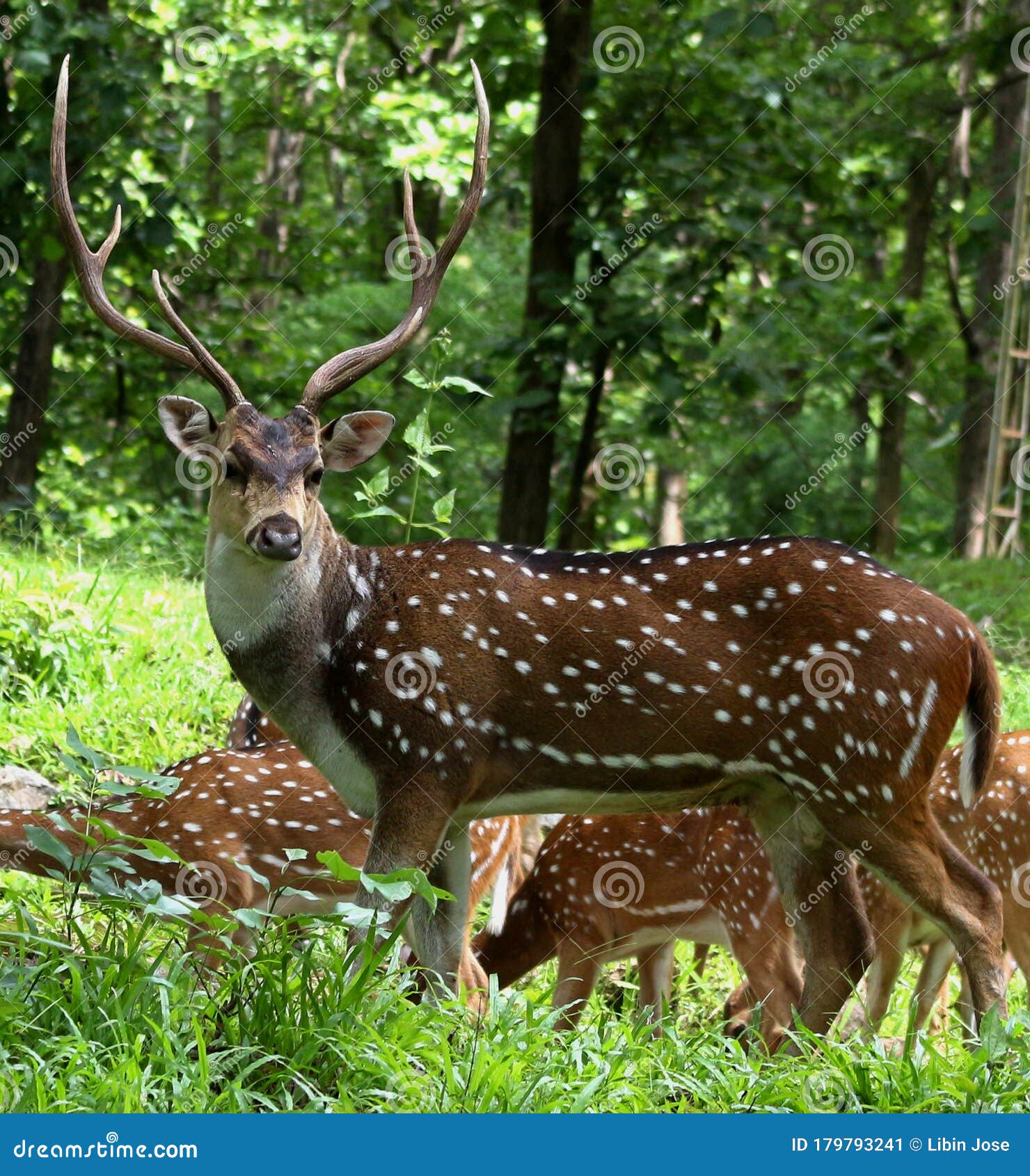 Deer in the forest stock image. Image of antlers, brown - 179793241