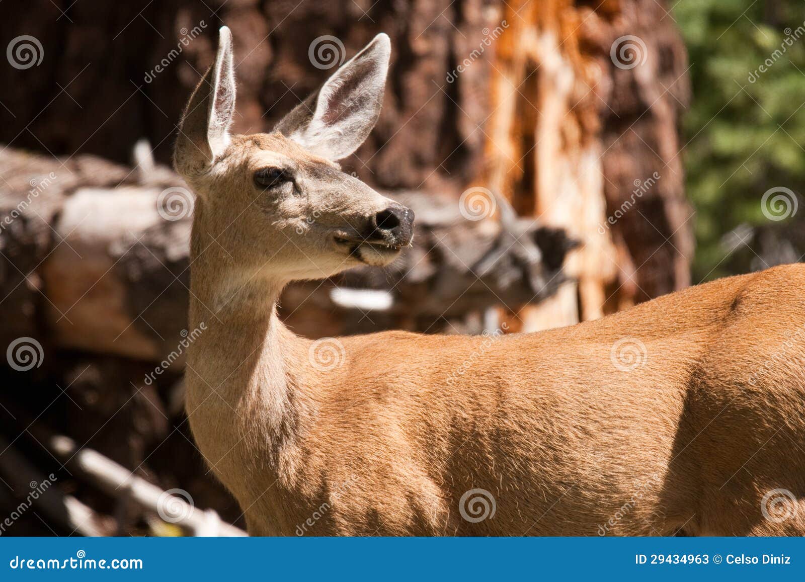 Deer in a forest stock image. Image of closeup, park - 29434963