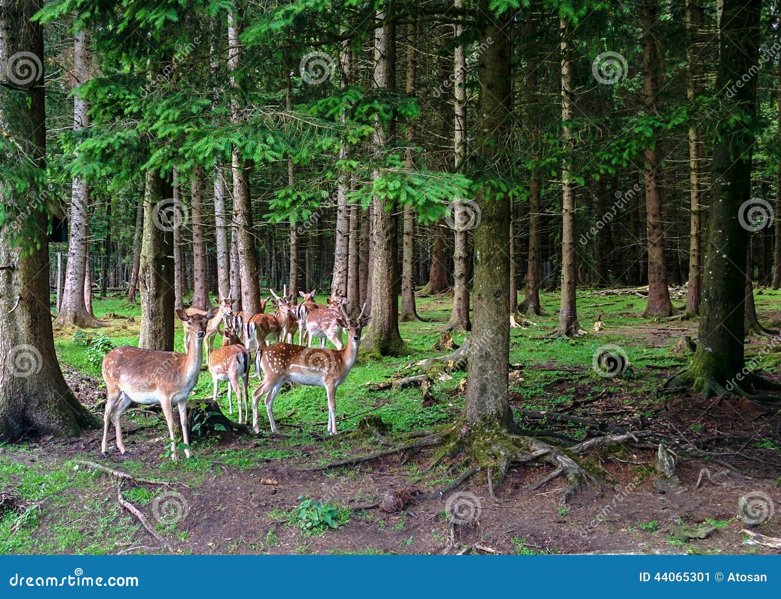 Deer in Forest stock image. Image of scene, animals, meadow - 44065301