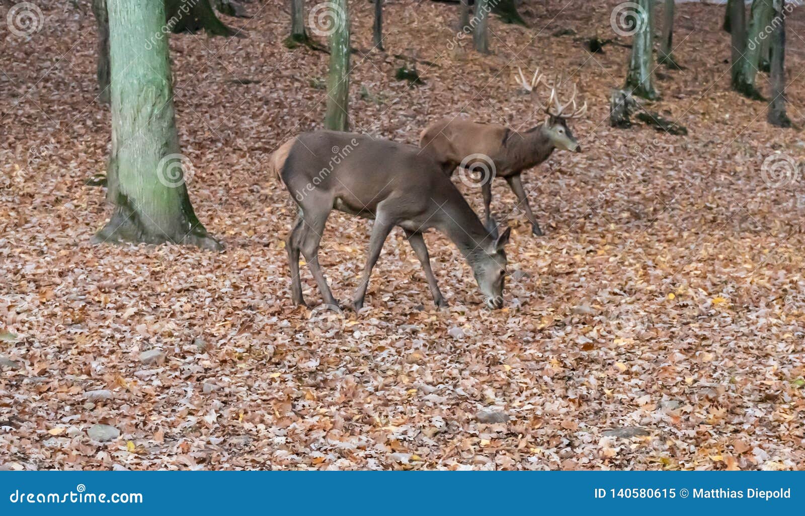 Deer in the forest stock image. Image of grass, background - 140580615