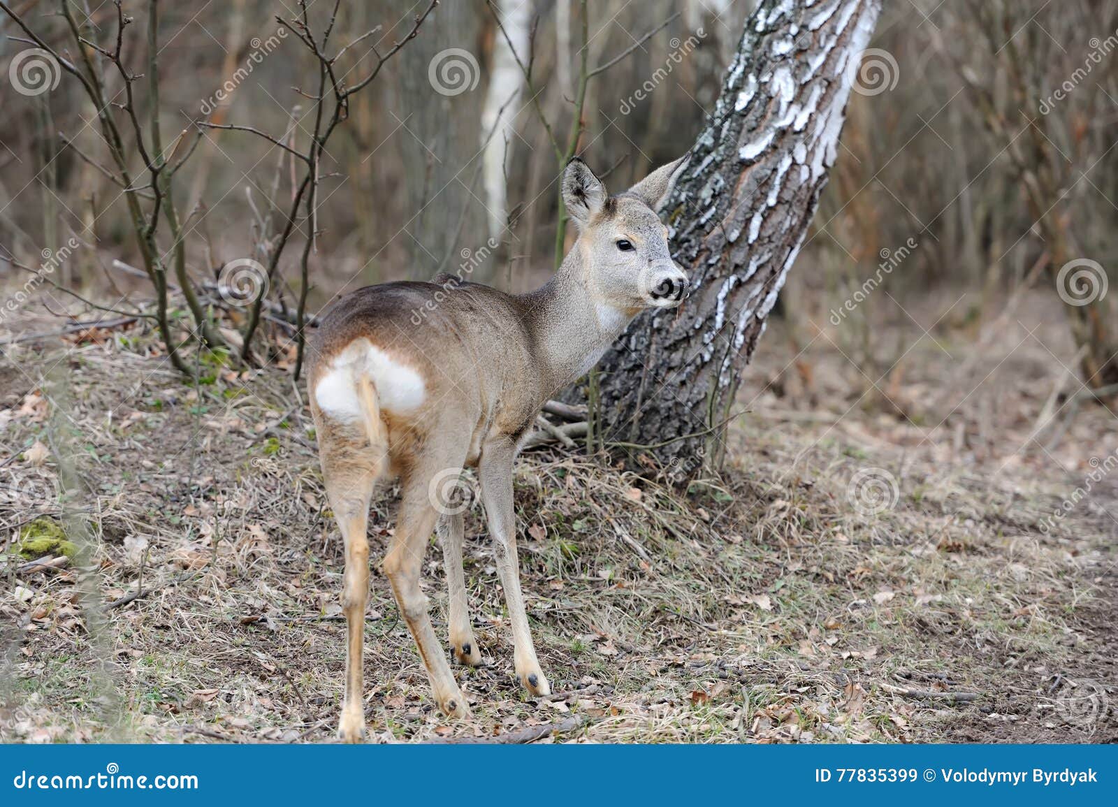 Deer in forest stock image. Image of looking, outdoors - 77835399