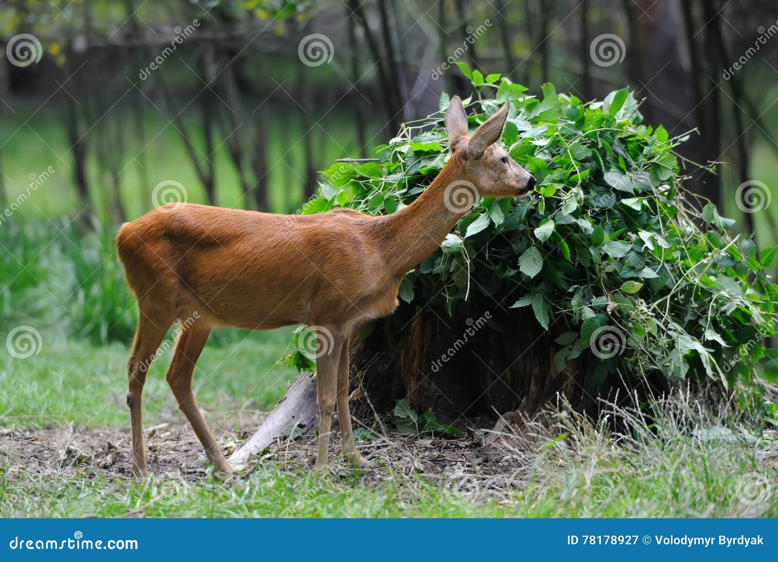 Close Up Of Deer, In Deer Breeding In Kesambi Tree`s Park Blitar ...