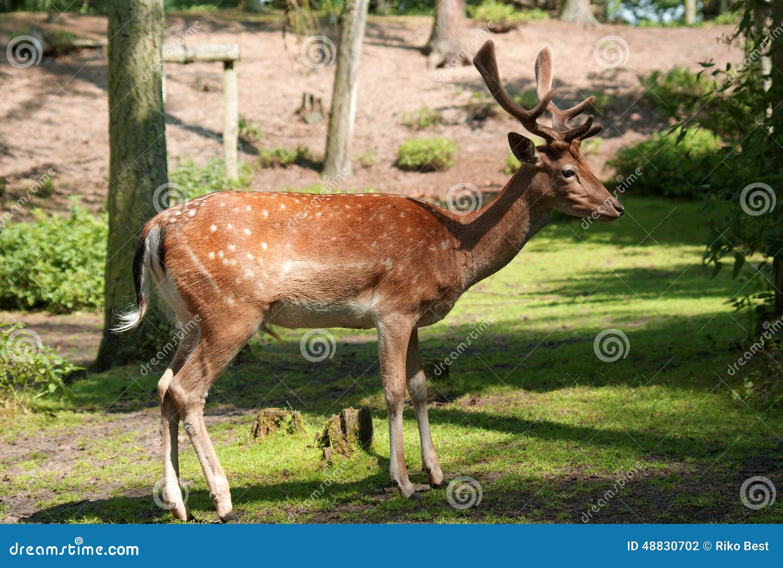 Deer in the Forest Close Up Stock Photo - Image of animals, portrait ...