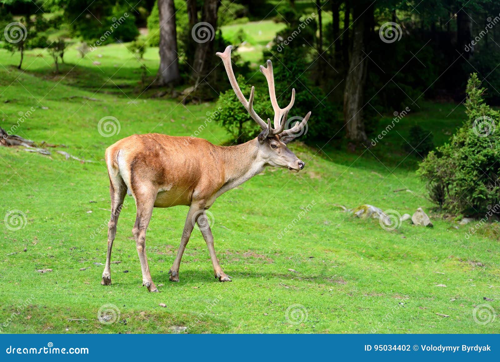 Deer in forest stock photo. Image of majestic, beauty - 95034402