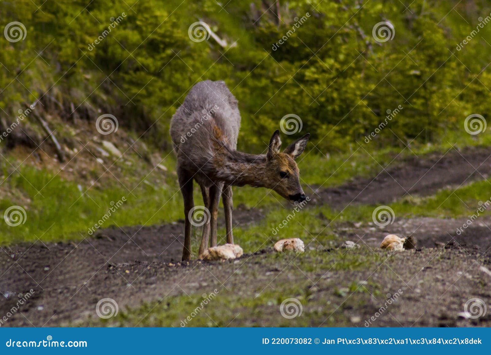 Deer in forest stock photo. Image of mountain, bread - 220073082
