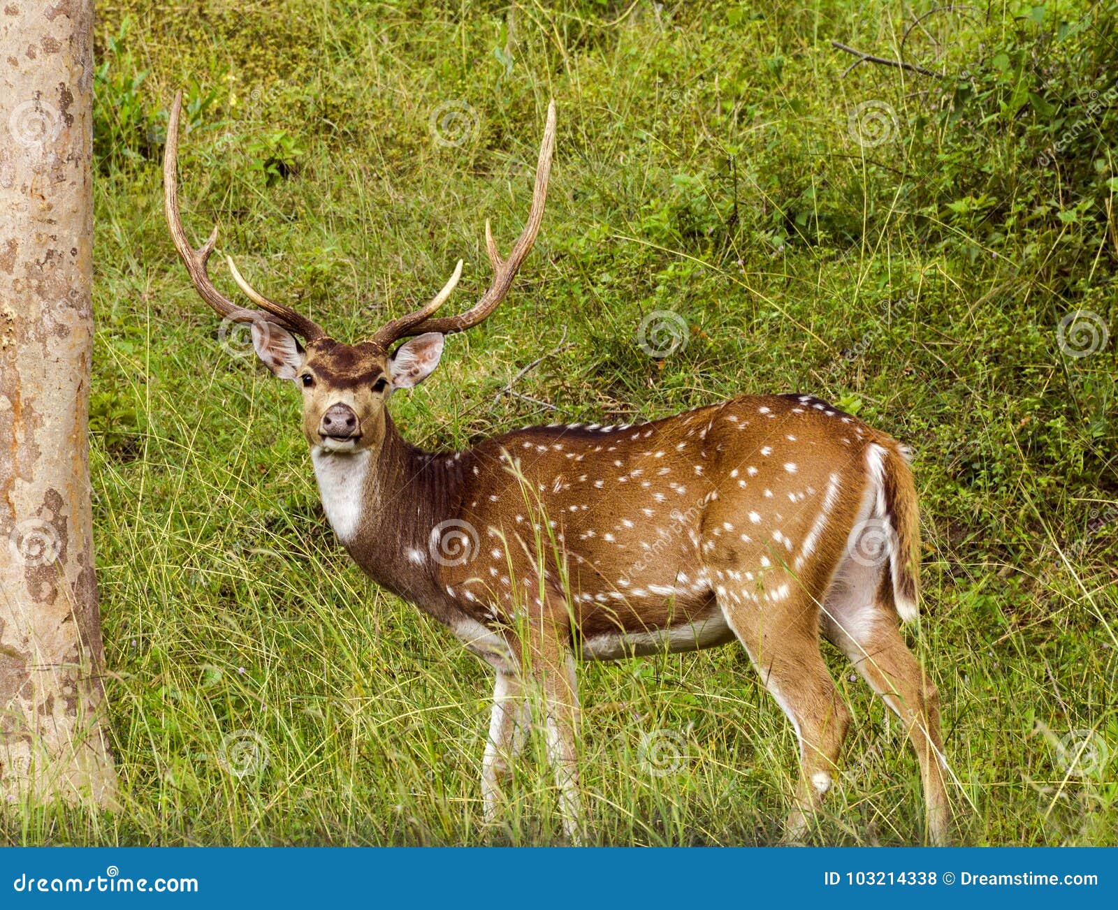 A Deer in the Forest stock photo. Image of animals, animal - 103214338