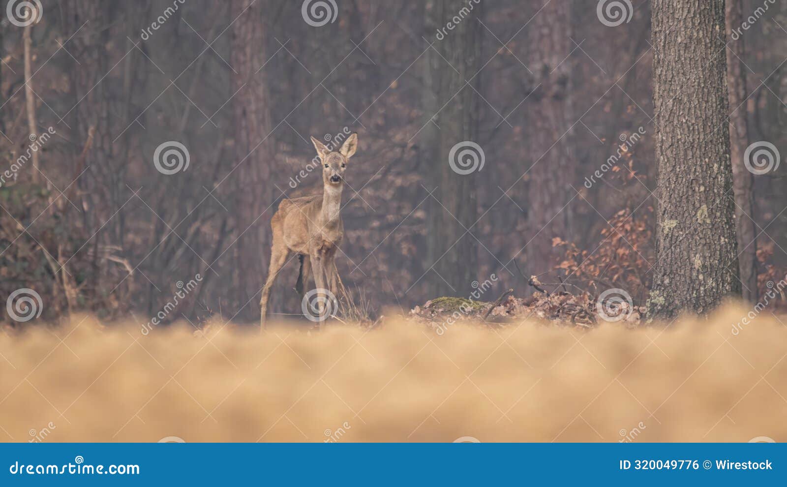 A Deer Stands in the Forest with His Head Turned To Look Forward Stock ...