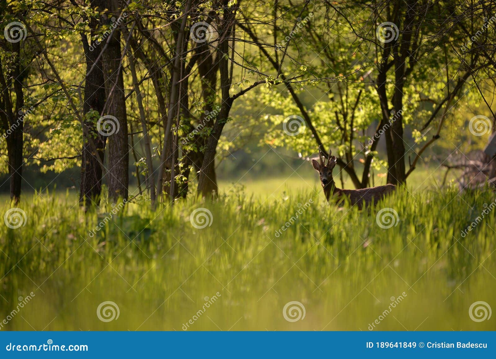 Deer in the Forest Looking at the Camera in Spring Season Stock Image ...