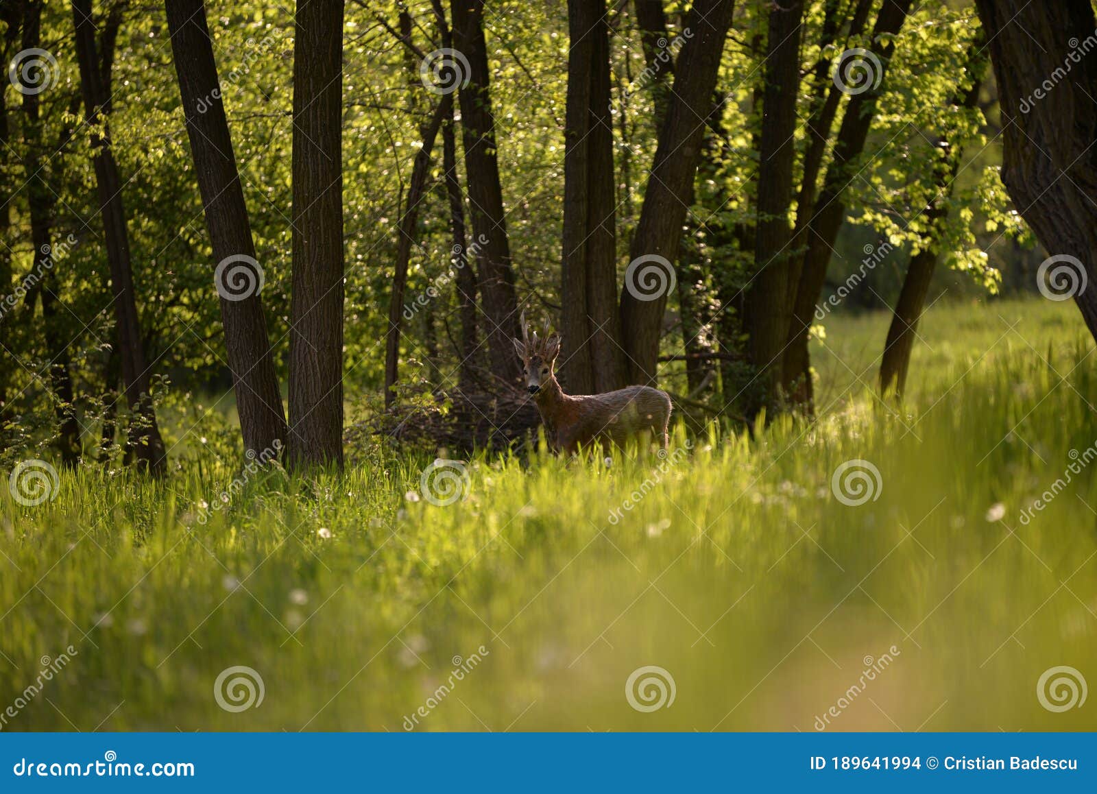 Deer in the Forest Looking at the Camera in Spring Season Stock Photo ...