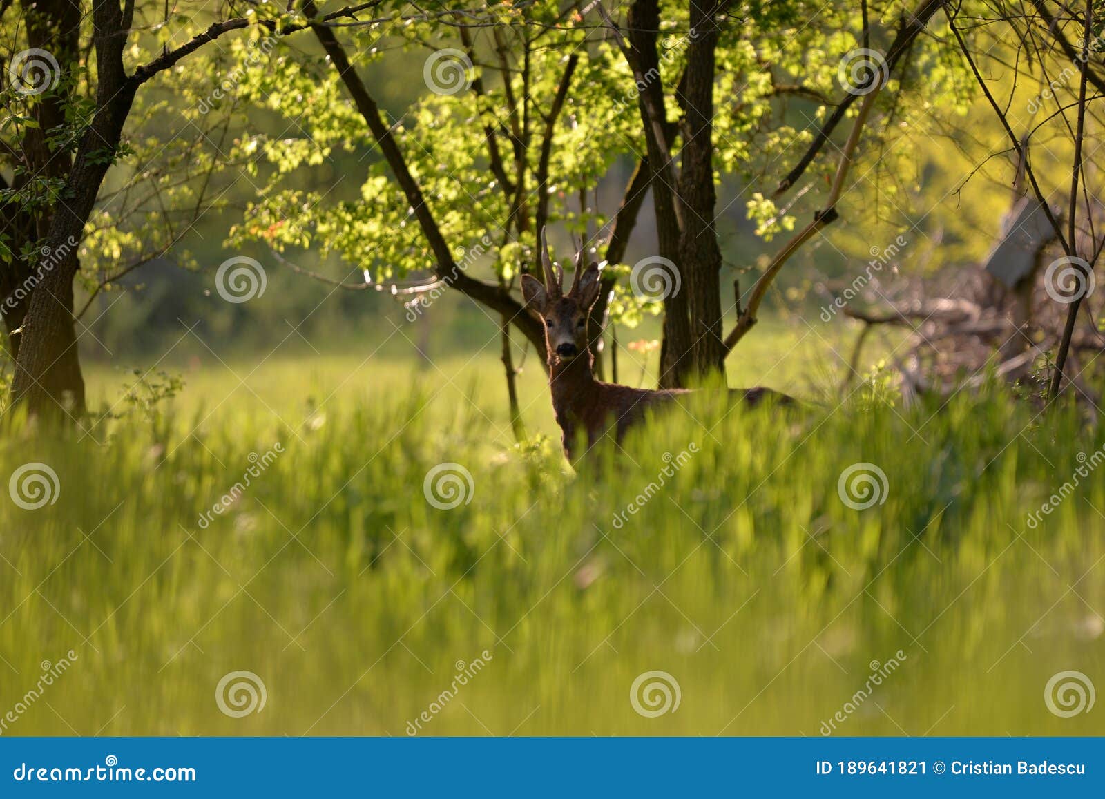Deer in the Forest Looking at the Camera in Spring Season Stock Image ...