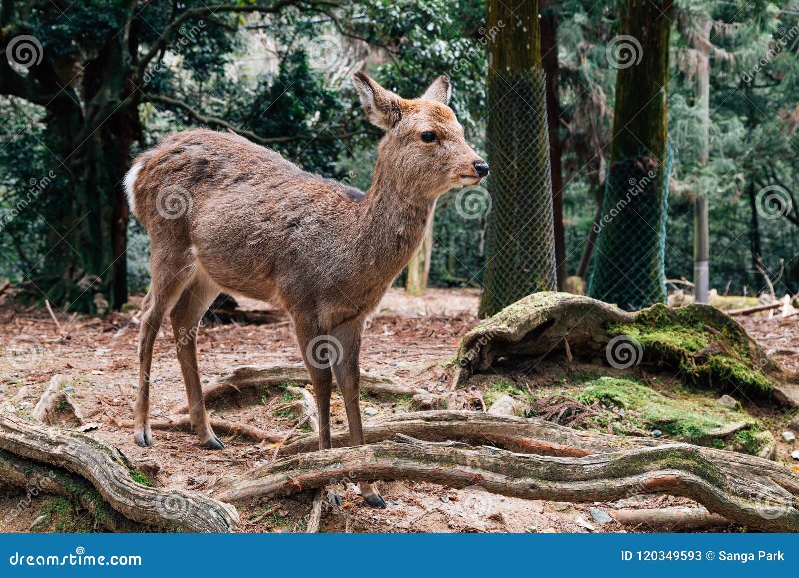 Deer with Forest in Nara Deer Park, Japan Stock Image - Image of ...