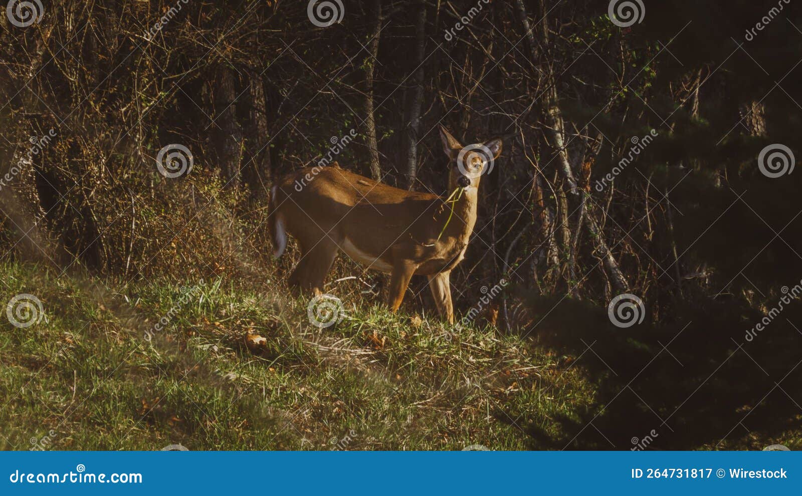 Deer in the Forest at Night Stock Image - Image of fauna, grassland ...