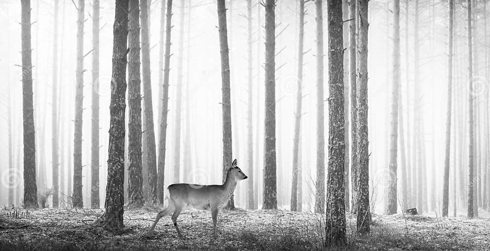 Deer in forest stock image. Image of brown, glade, herd - 84847899