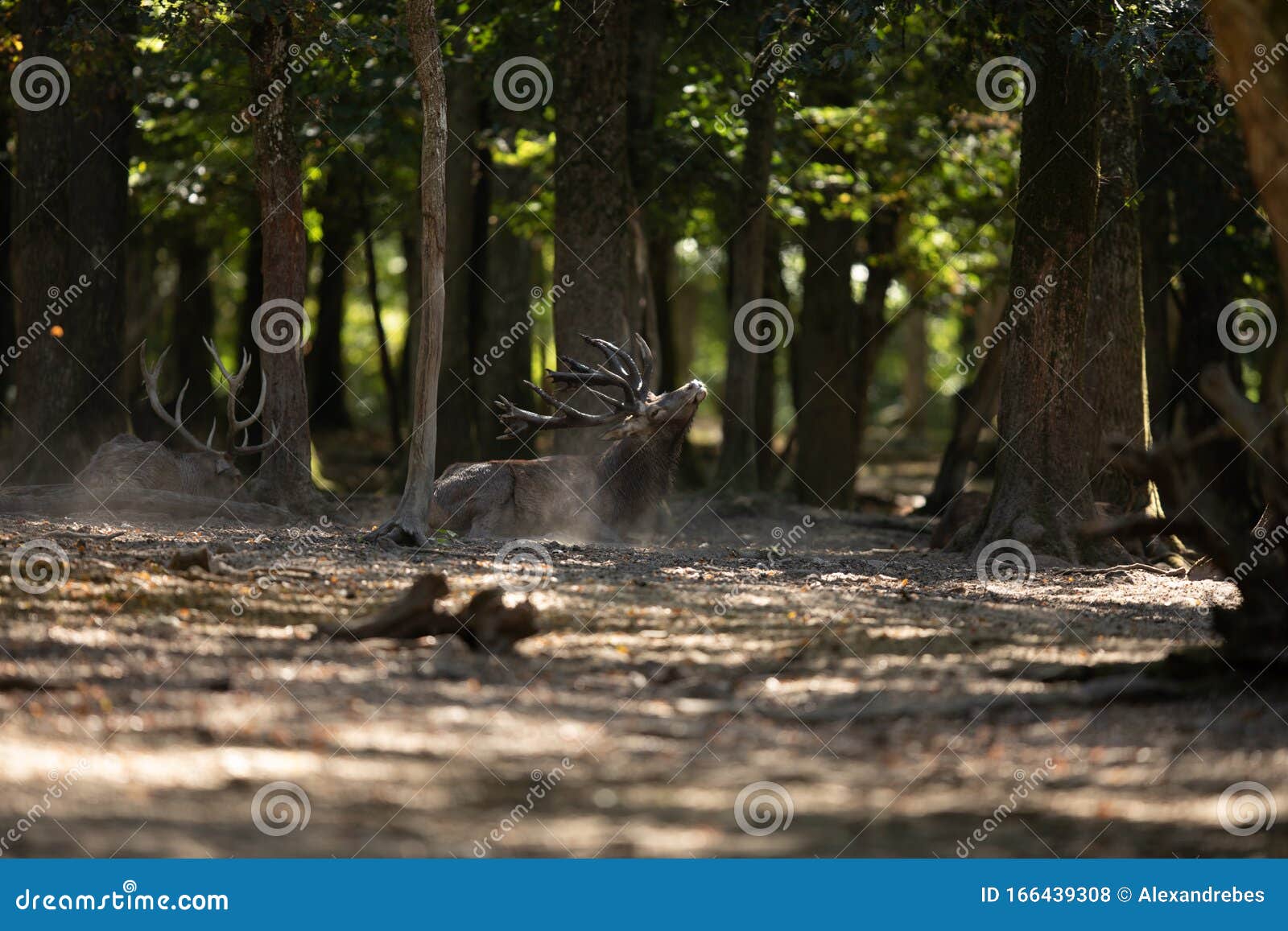 Deer in the Forest during the Rut Stock Photo - Image of collection ...
