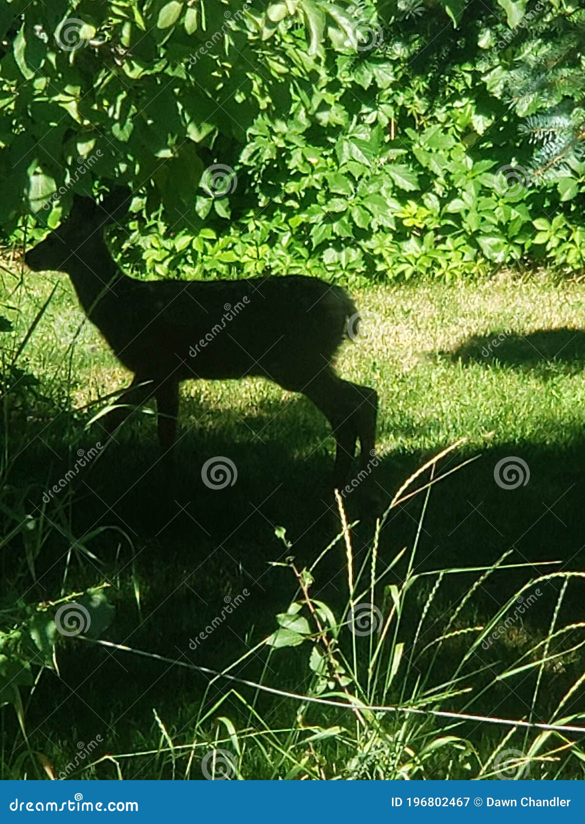 Deer in forest in shadows stock image. Image of wildlife - 196802467