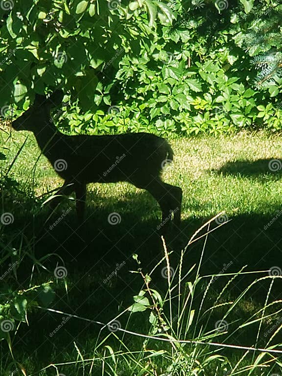 Deer in forest in shadows stock image. Image of wildlife - 196802467