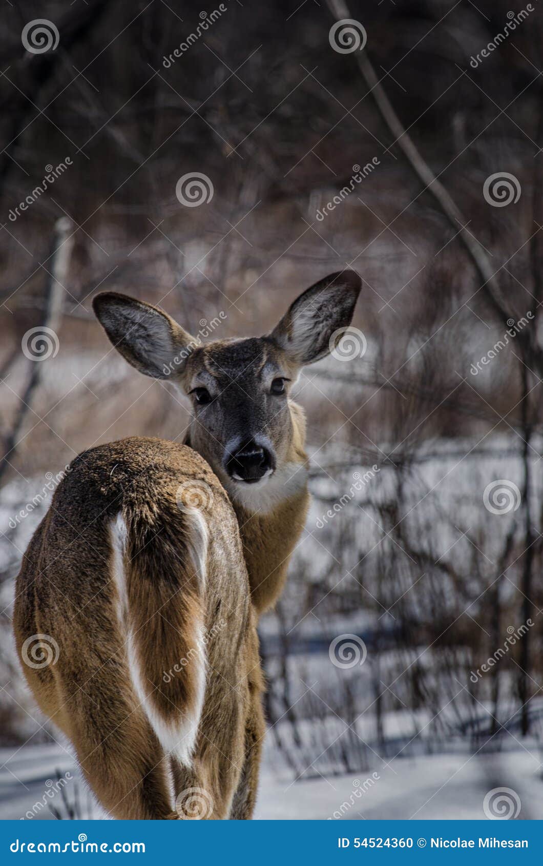 A Deer in Forest Staring Back at the Camera Stock Photo - Image of ...