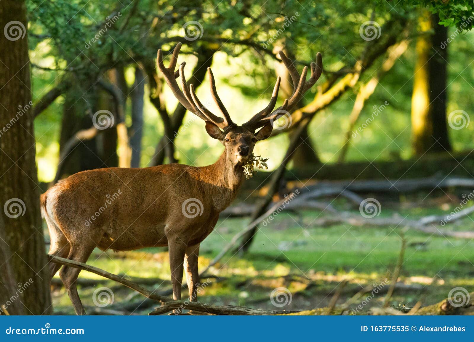 Deer in the forest stock image. Image of nature, hunting - 163775535