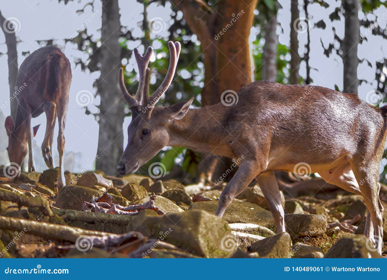 Deer in the Forest Wildlife Stock Image - Image of season, animals ...