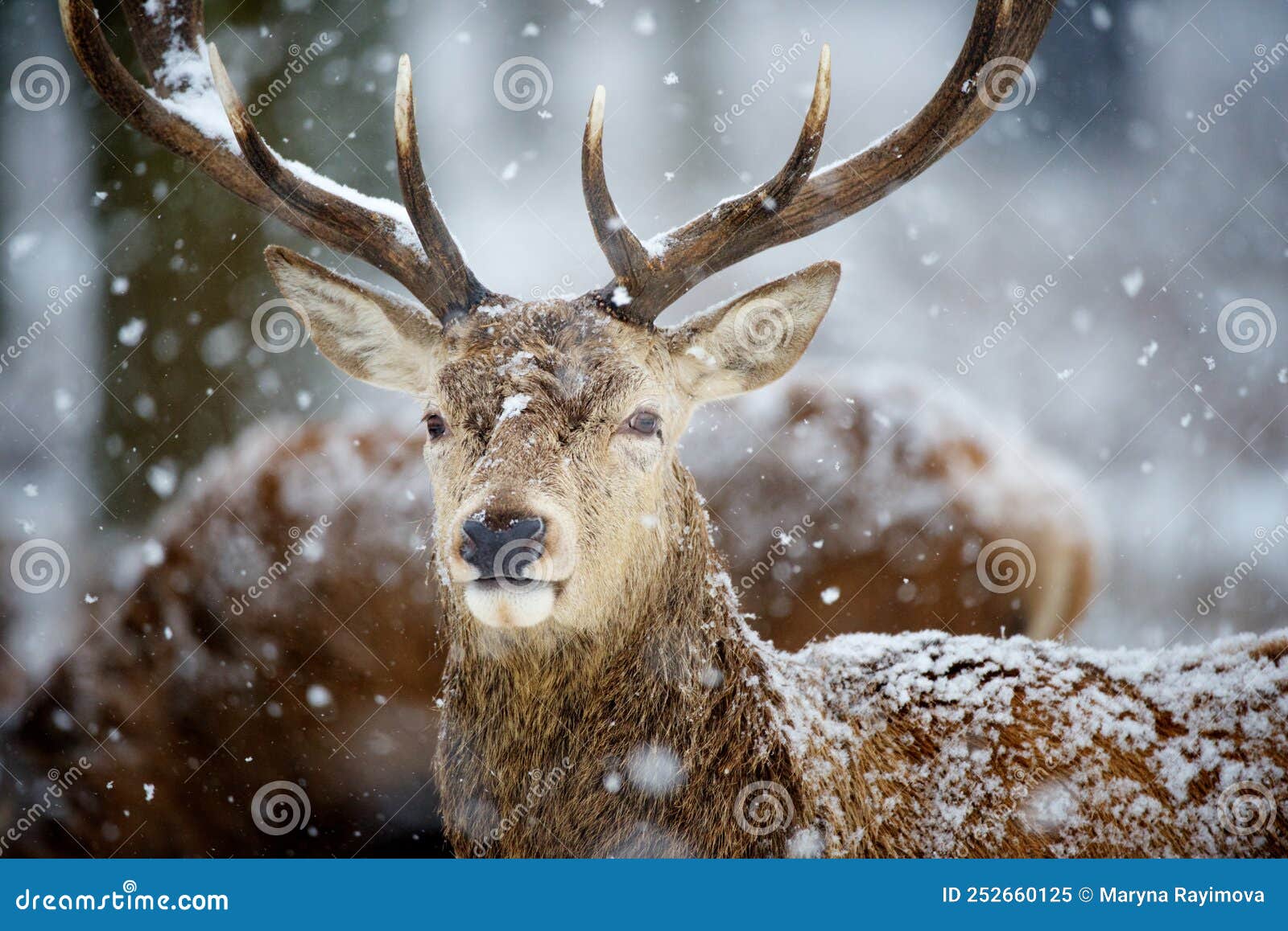 Deer in the Forest in Winter Stock Image - Image of deer, mule: 252660125