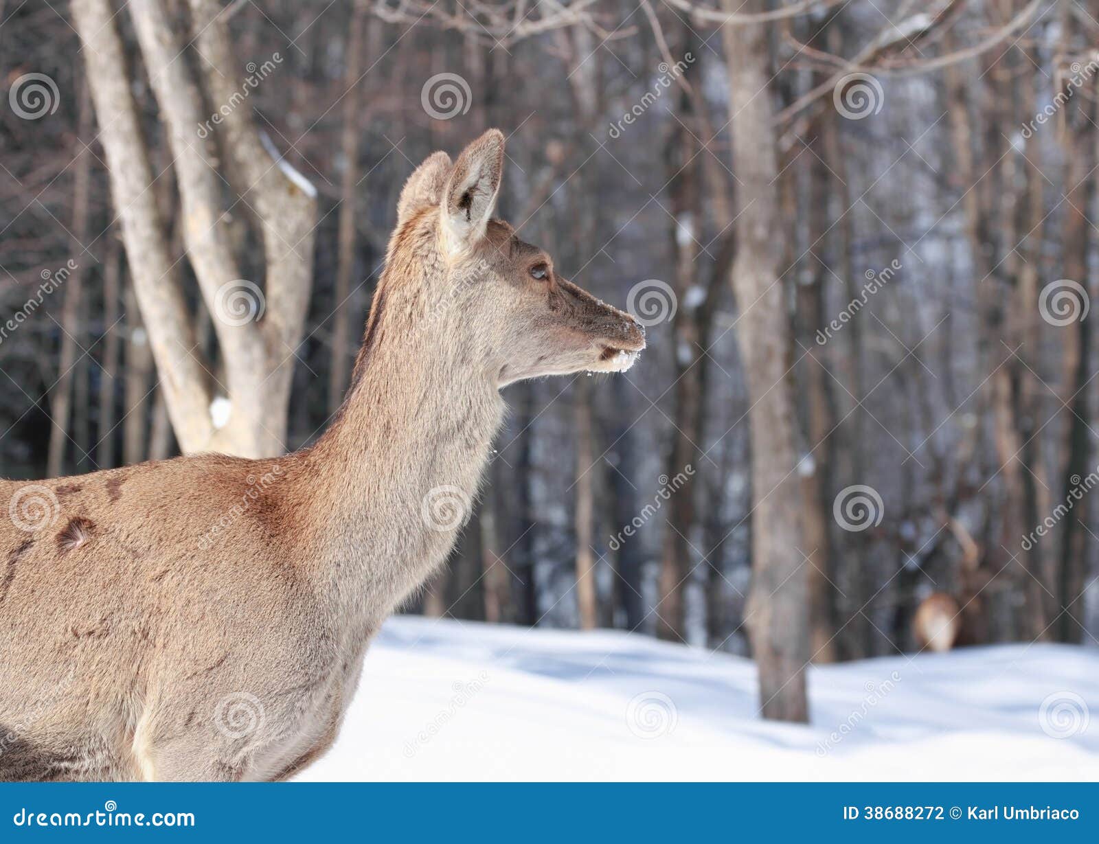 Deer in forest stock photo. Image of winter, snow, animal - 38688272