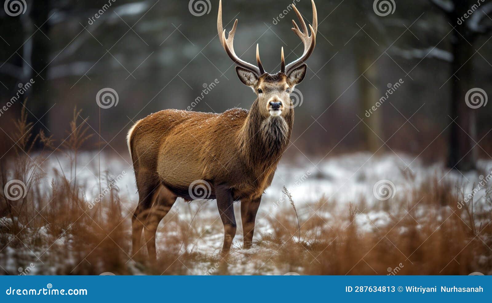 Deer in the Forest in Winter. Red Deer in the Woods Stock Illustration ...
