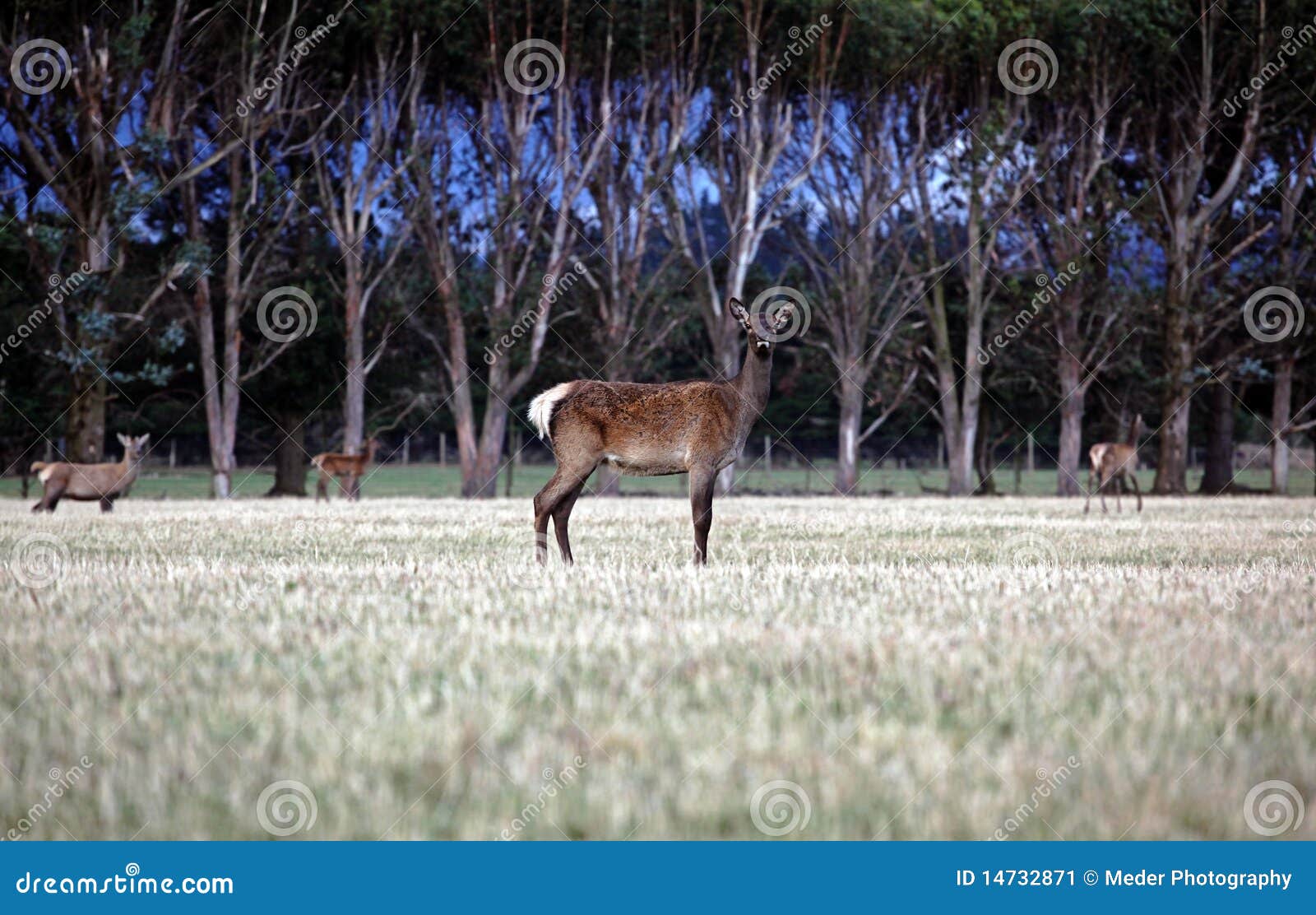 Deer in a forrest stock image. Image of lawn, large, nature - 14732871