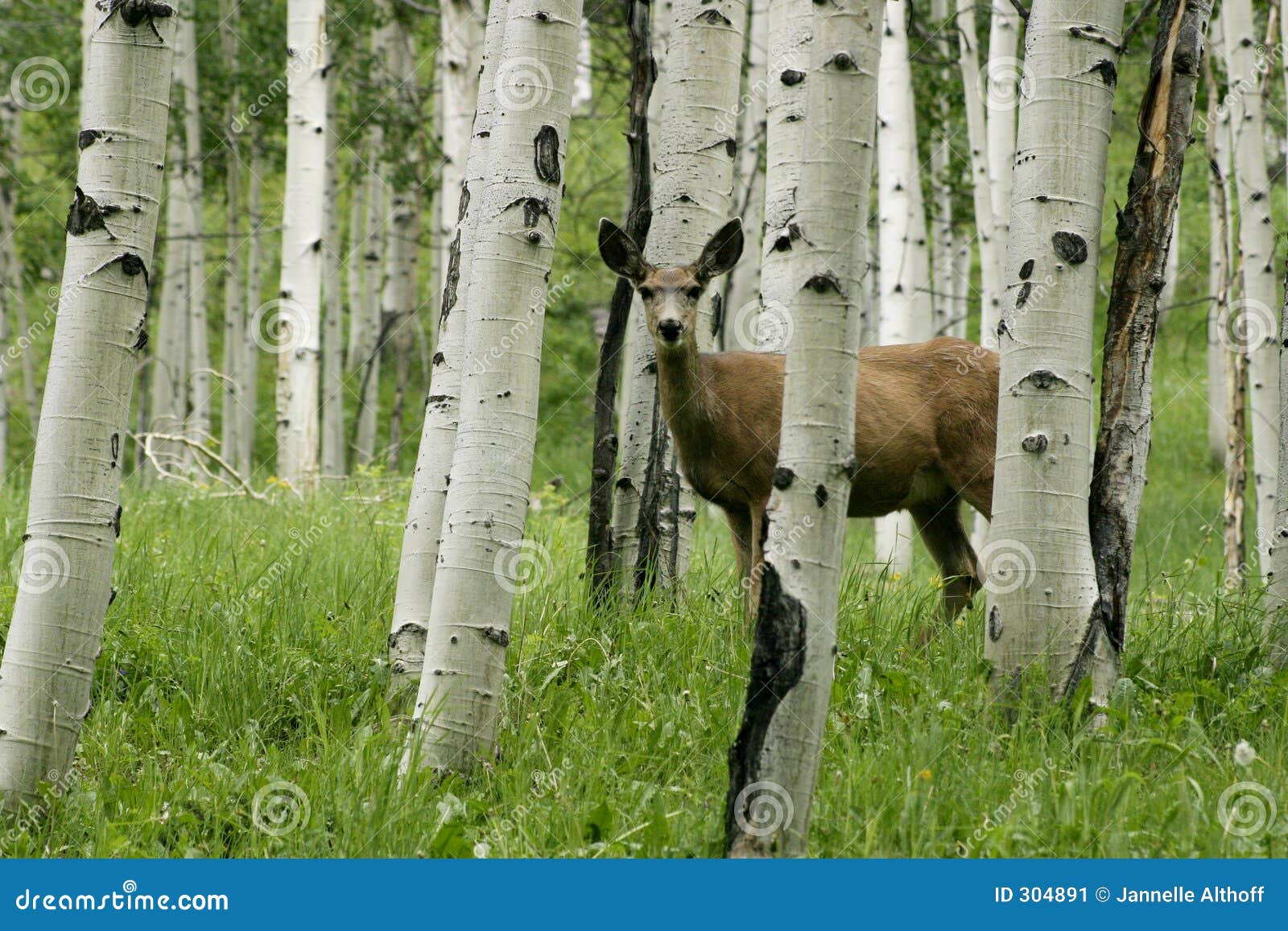 Deer in forrest stock image. Image of aspen, grass, wildlife - 304891