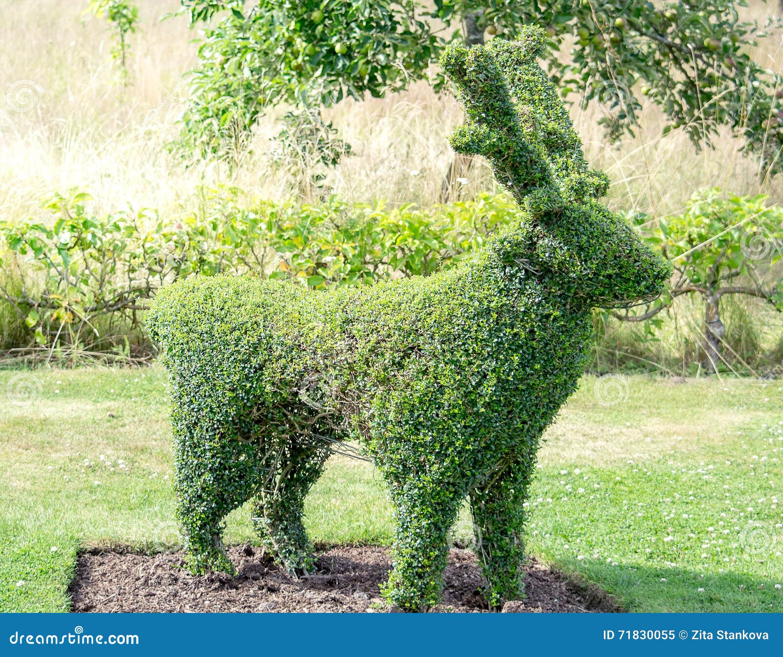 Deer frame topiary stock image. Image of bush, outdoor - 71830055