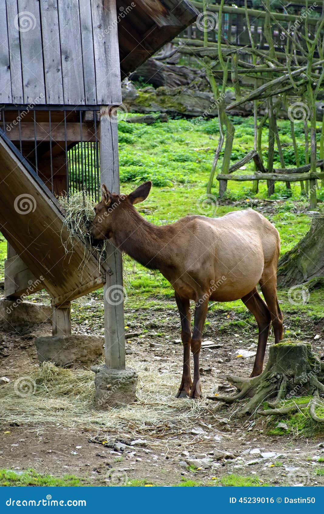 Deer, Friendly Animals at the Prague Zoo. Editorial Photo - Image of ...