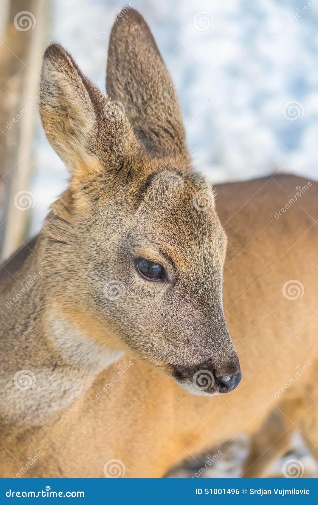 Deer stock photo. Image of self, captured, rooftops, live - 51001496