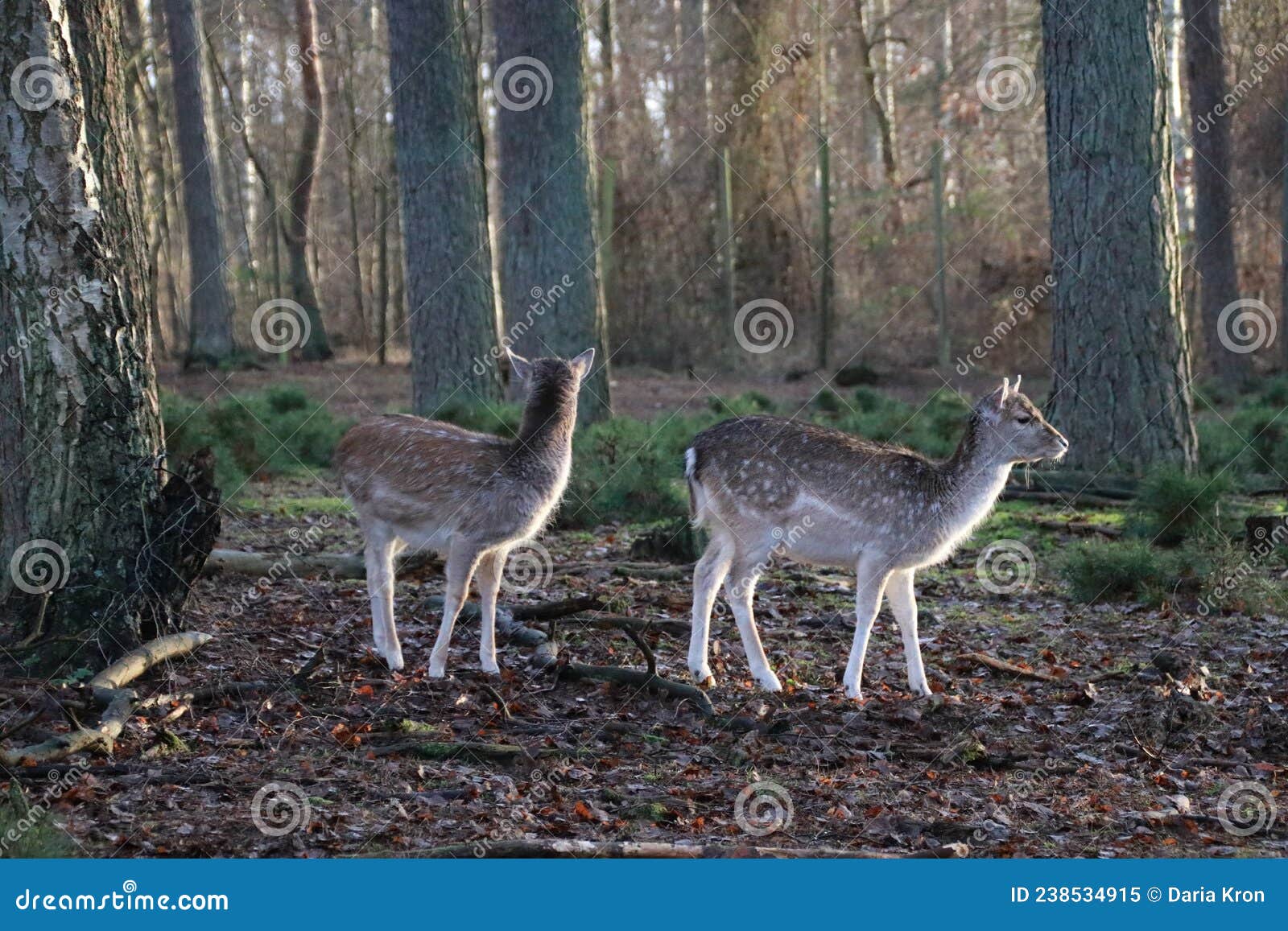 Amazing deer in nature stock image. Image of bambi, tree - 238534915