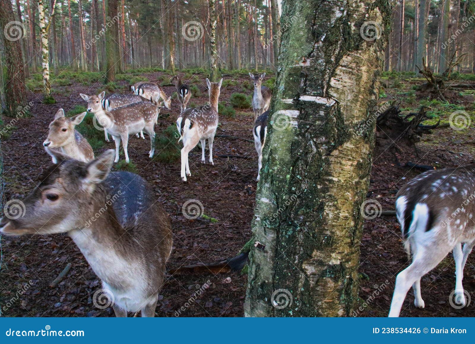 Amazing deer in nature stock photo. Image of view, europe - 238534426