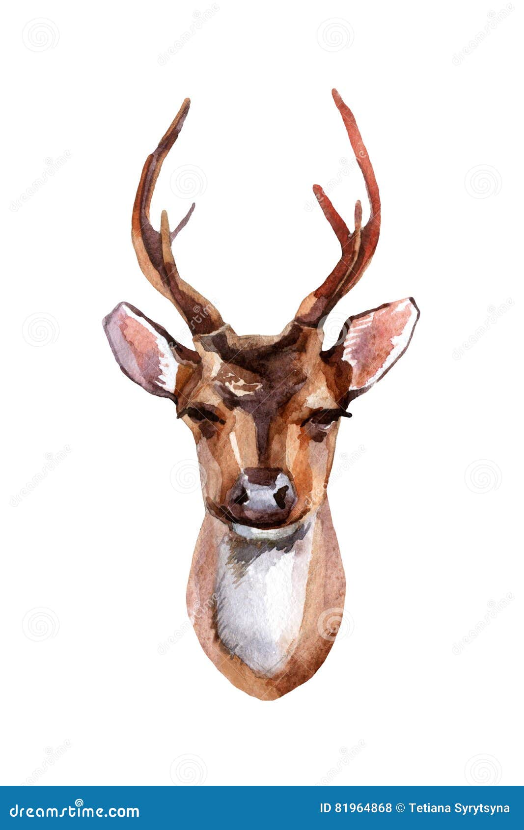 Deer - Front View Isolated on White Background Stock Illustration ...