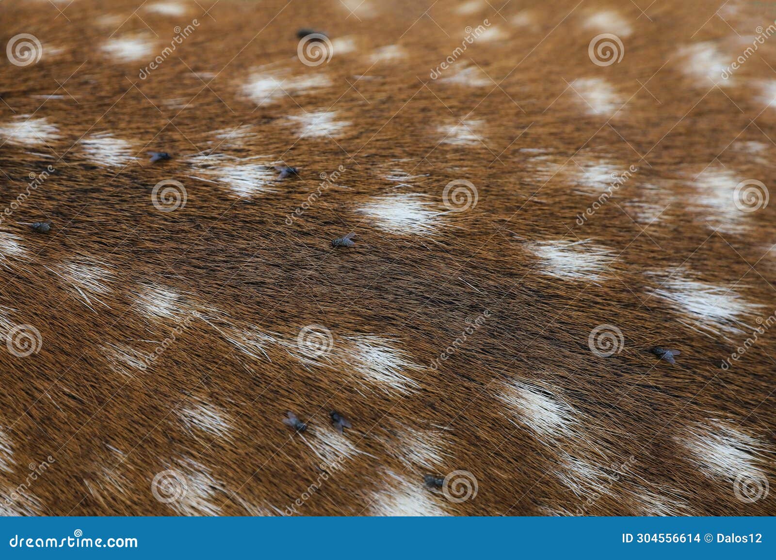 Deer Fur Texture, Background. Wildlife Stock Photo - Image of white ...