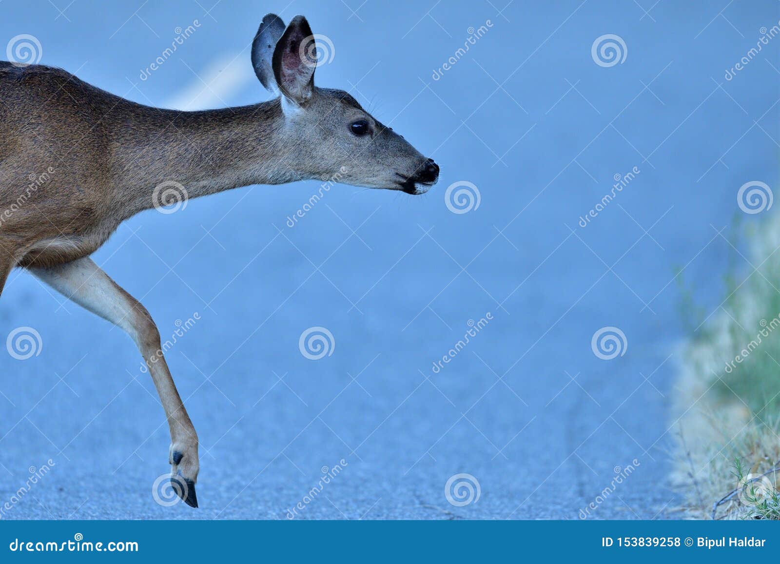 A Deer Galloping Across the Trail Stock Photo - Image of mule ...