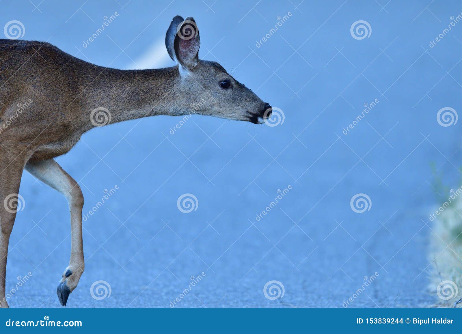 A Deer Galloping Across the Trail Stock Photo - Image of scare ...