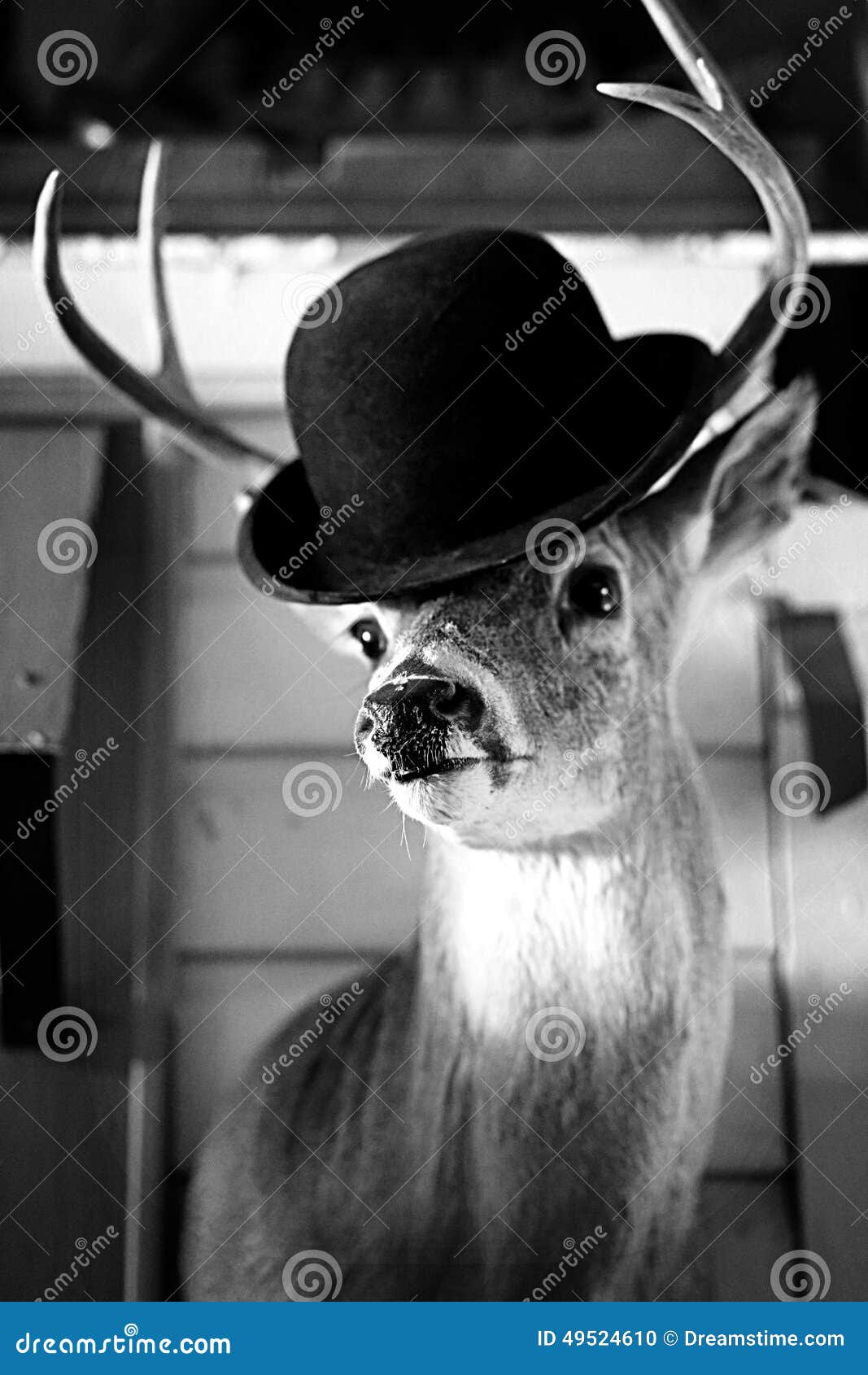 Deer Gentleman stock photo. Image of head, deer, gentleman - 49524610
