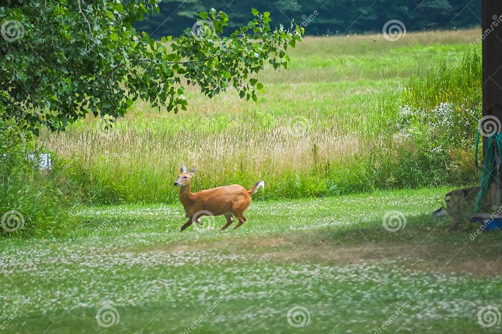 Deer getting frisky stock image. Image of animal, deer - 189854819