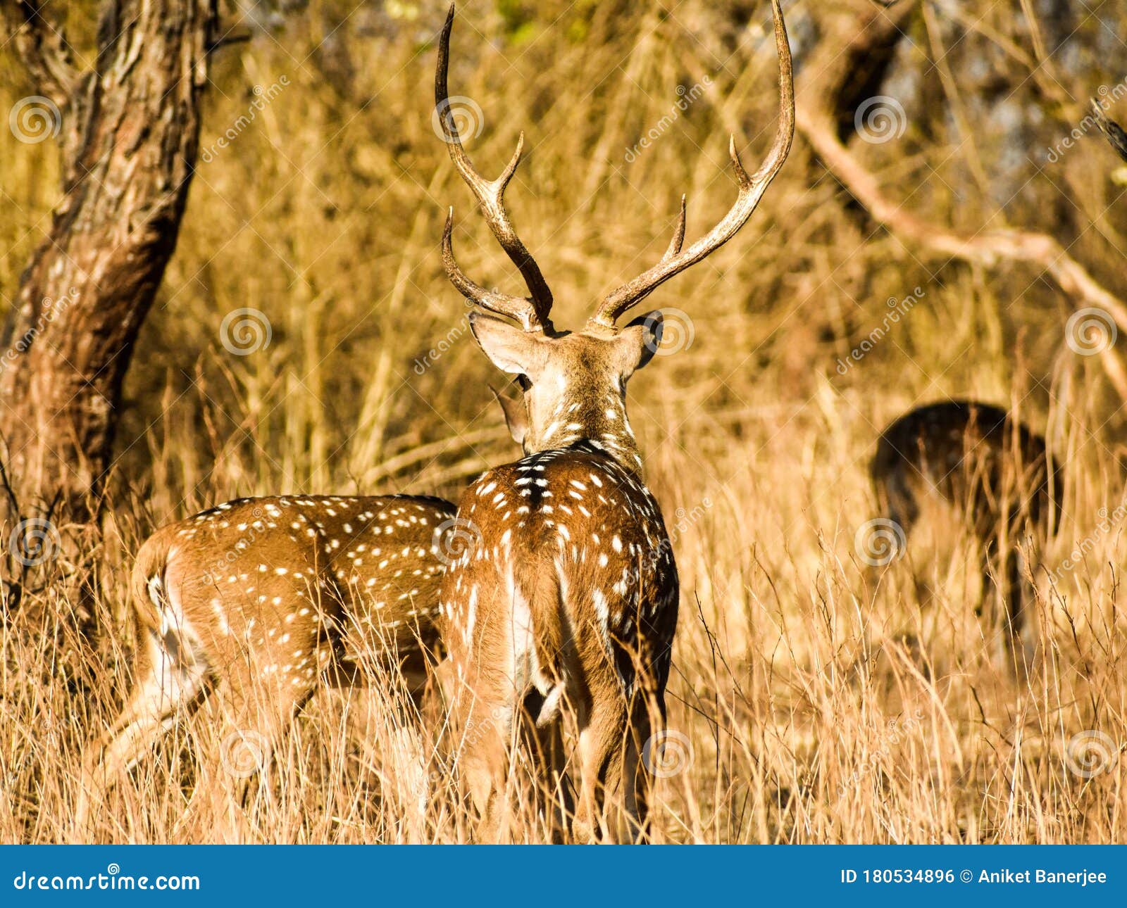 Deer at Gir National Reserve Stock Photo - Image of grass, male: 180534896