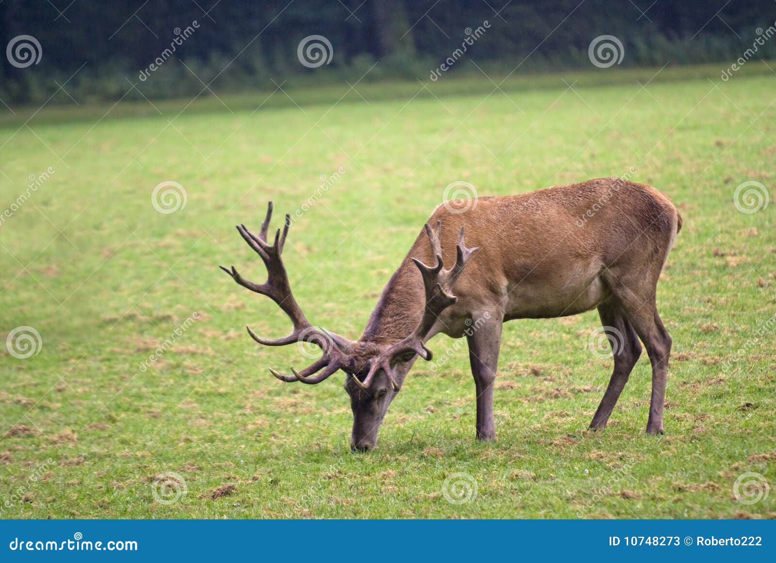 Deer on glade stock image. Image of horns, deers, forests - 10748273